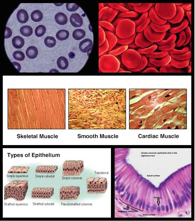 Specialised Animal Cell Functions Specialised Cells Worksheet 8 2