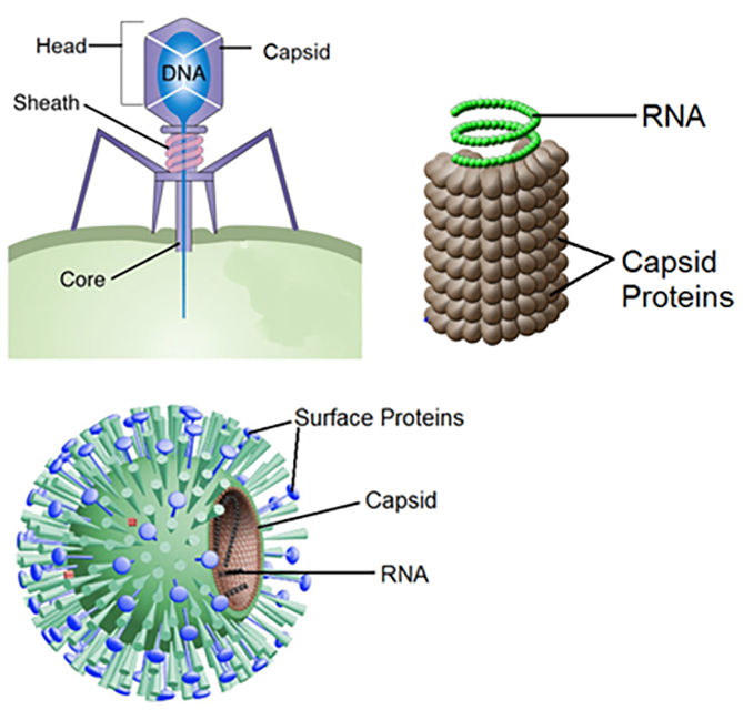 Virus Structure Diagram
