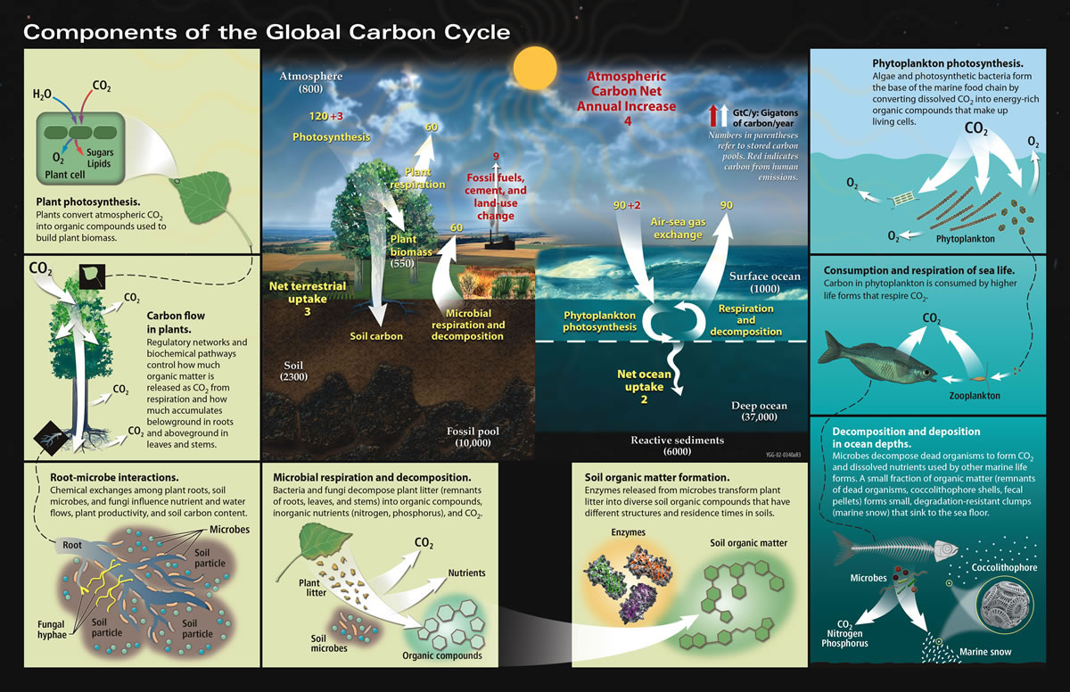 Biotic And Abiotic Cycle